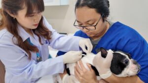 หน้าหลัก - Vetville